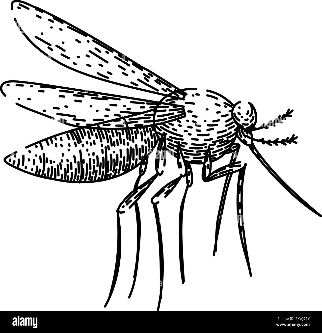dengue mosquito sketch hand drawn vector Stock Vector Image & Art - Alamy dengue mosquito sketch hand drawn vector Stock Vector Image & Art - Alamy