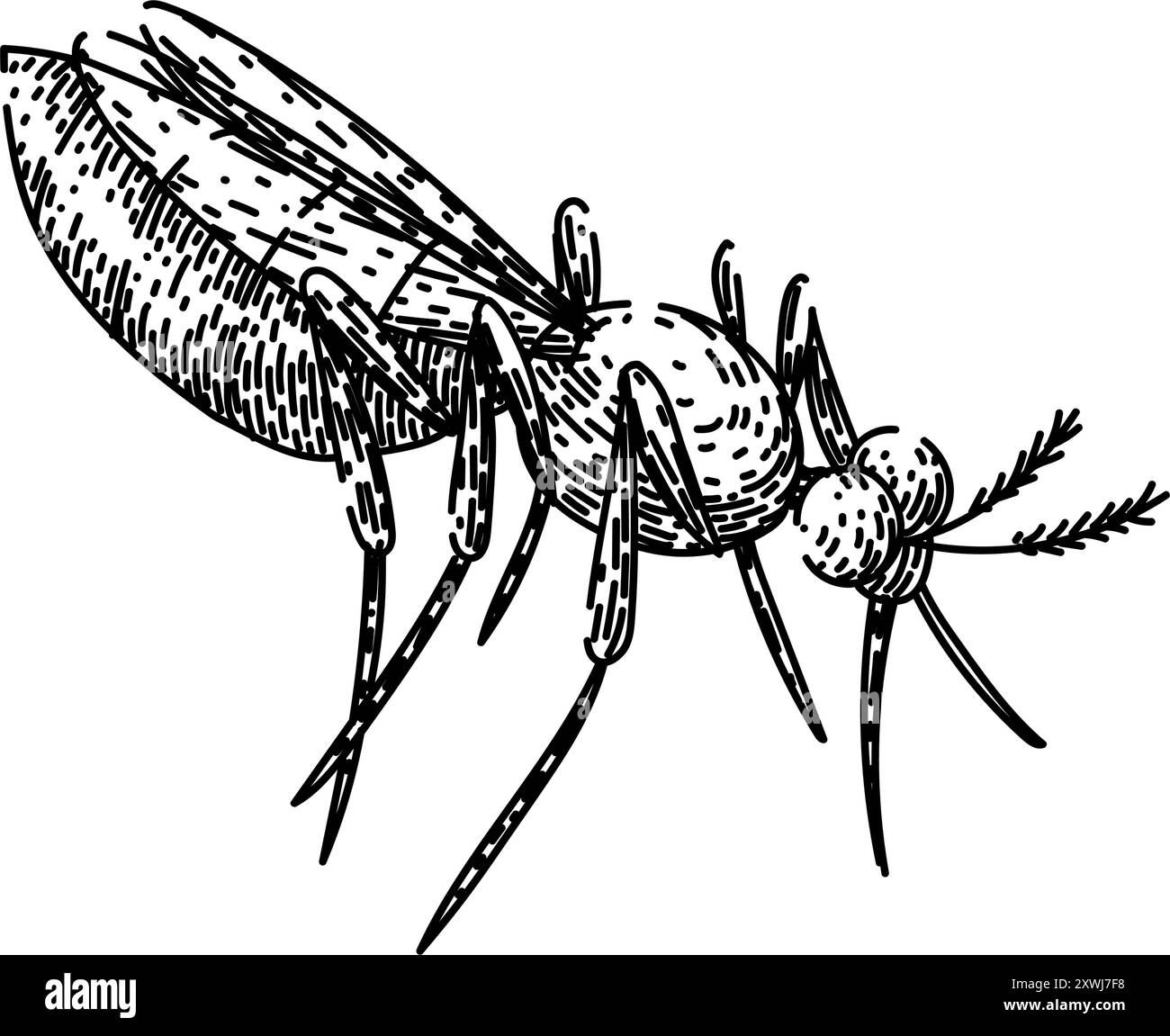 bite mosquito sketch hand drawn vector Stock Vector Image & Art - Alamy