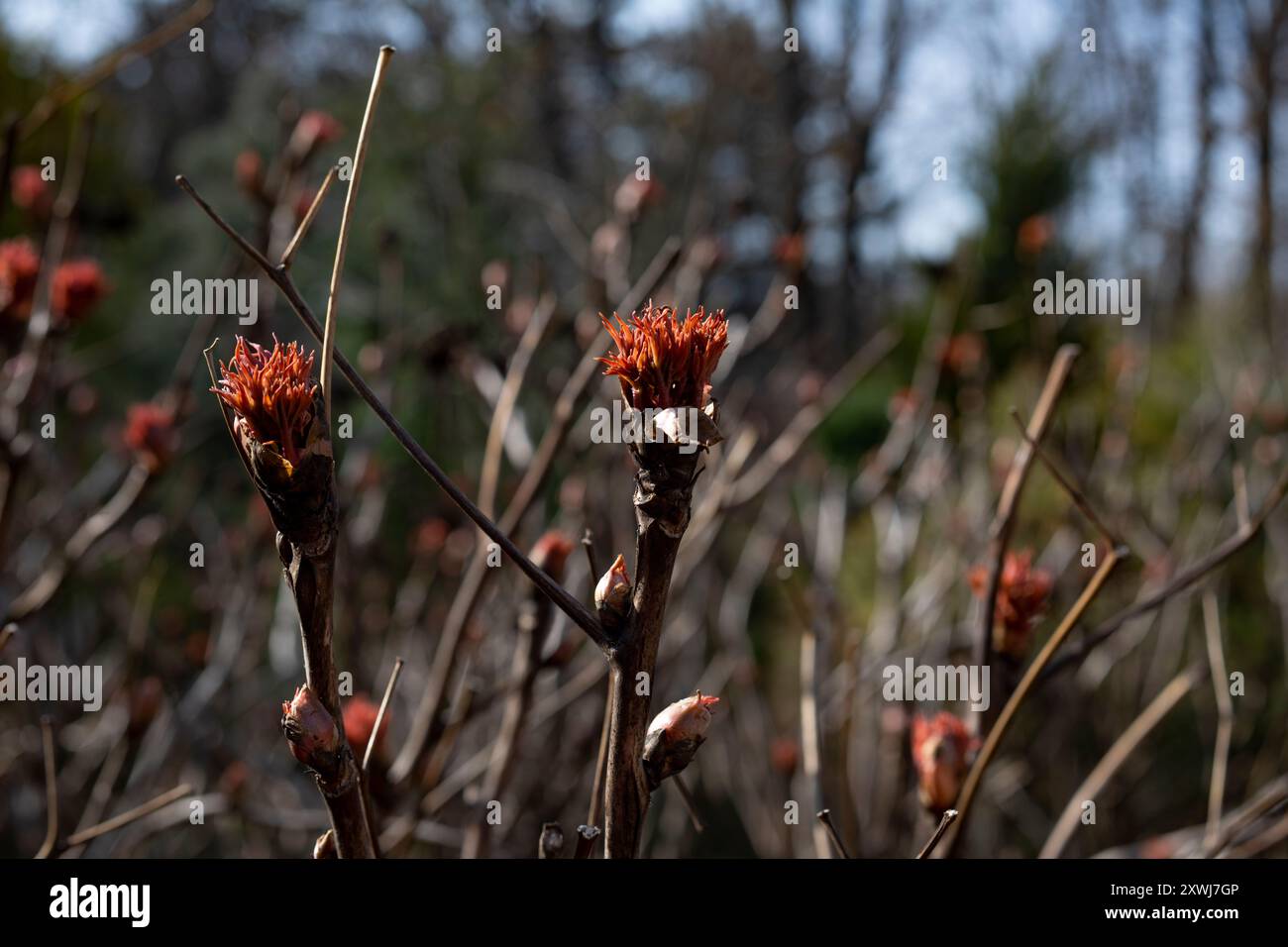 Peony treelike in spring. Young buds of a tree peony are swelled Stock ...