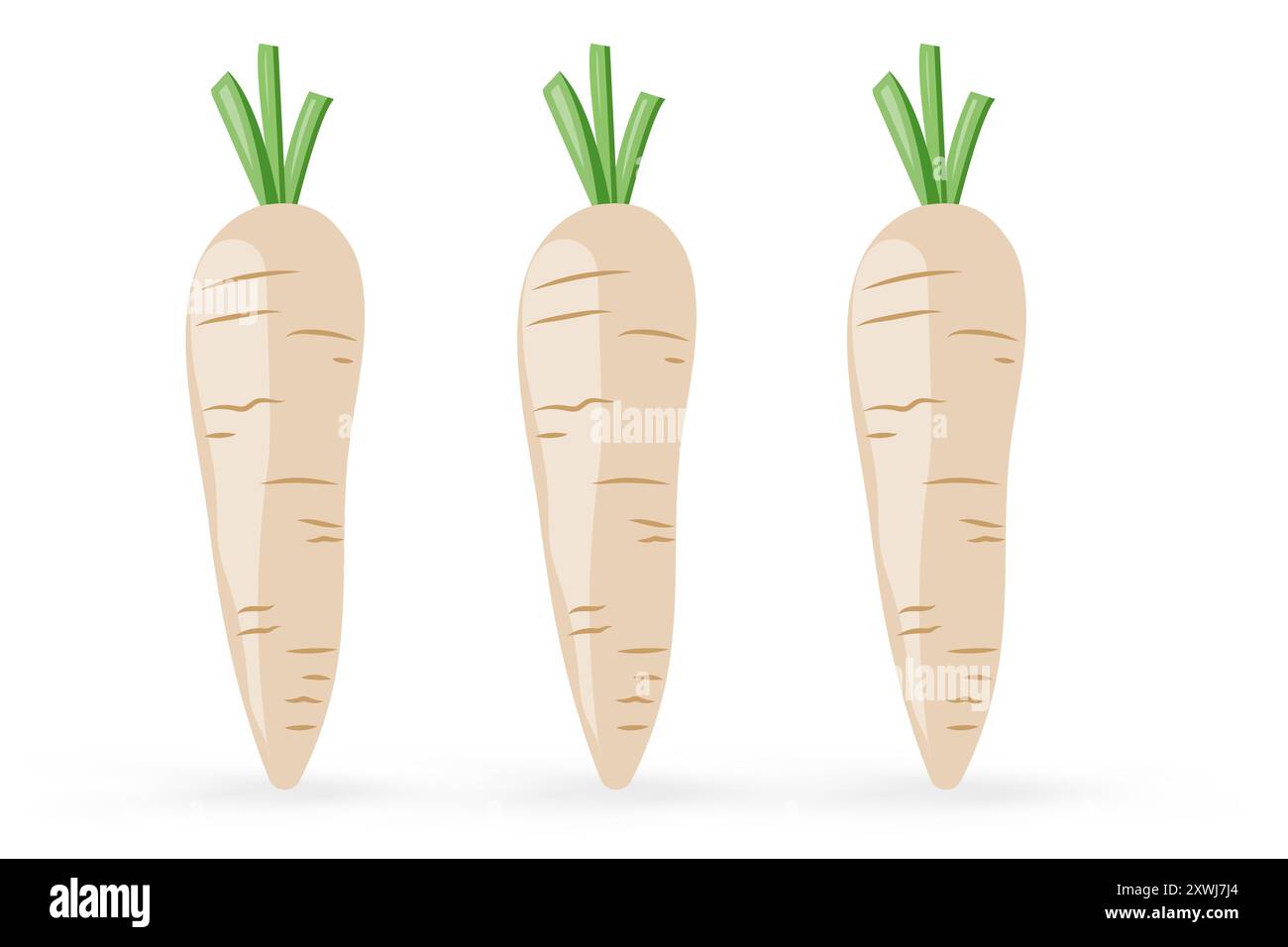 Set of three white carrots icon isolated on white background vector ...