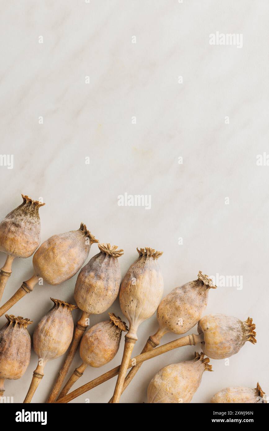 Dry poppy head on a kitchen table. Top view Stock Photo - Alamy