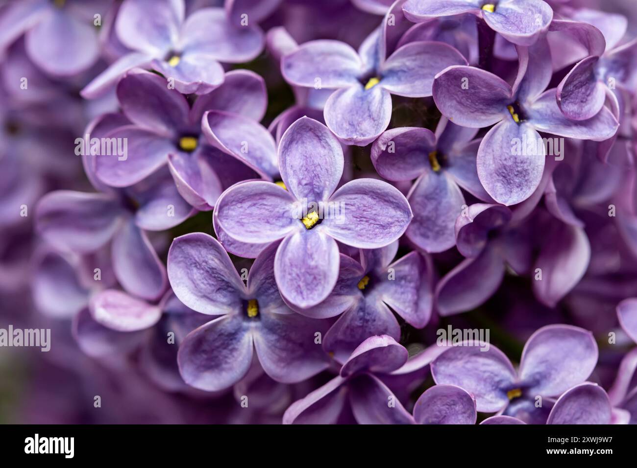 Vibrant visual division hi-res stock photography and images - Alamy
