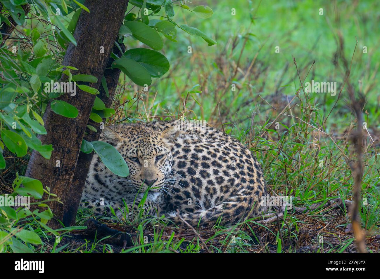 Leopard lying at the base of a treed during heavy rain Stock Photo - Alamy