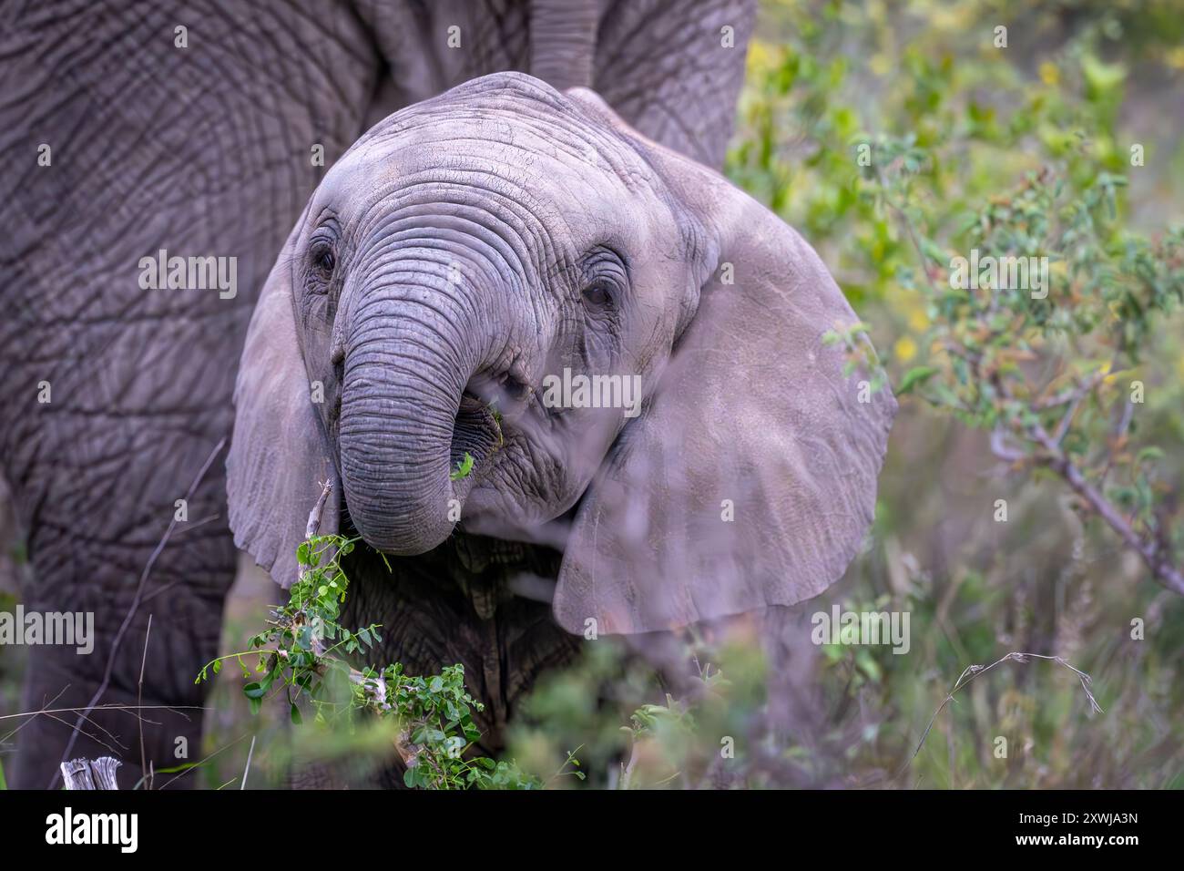 Baby elephant with trunk curled eating green shoots Stock Photo - Alamy