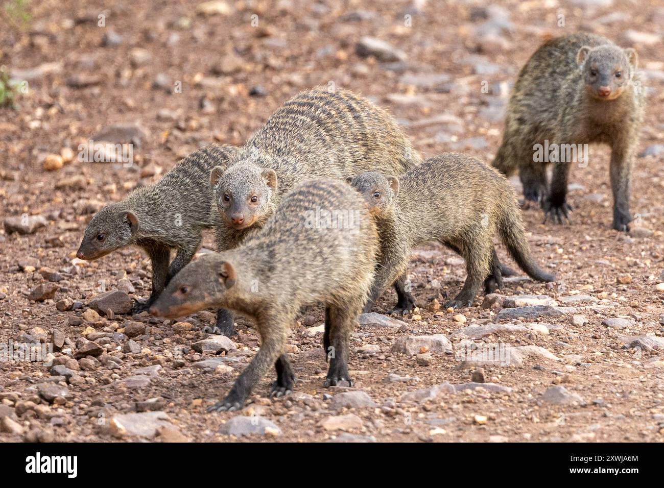 Mungo walking track hi-res stock photography and images - Alamy
