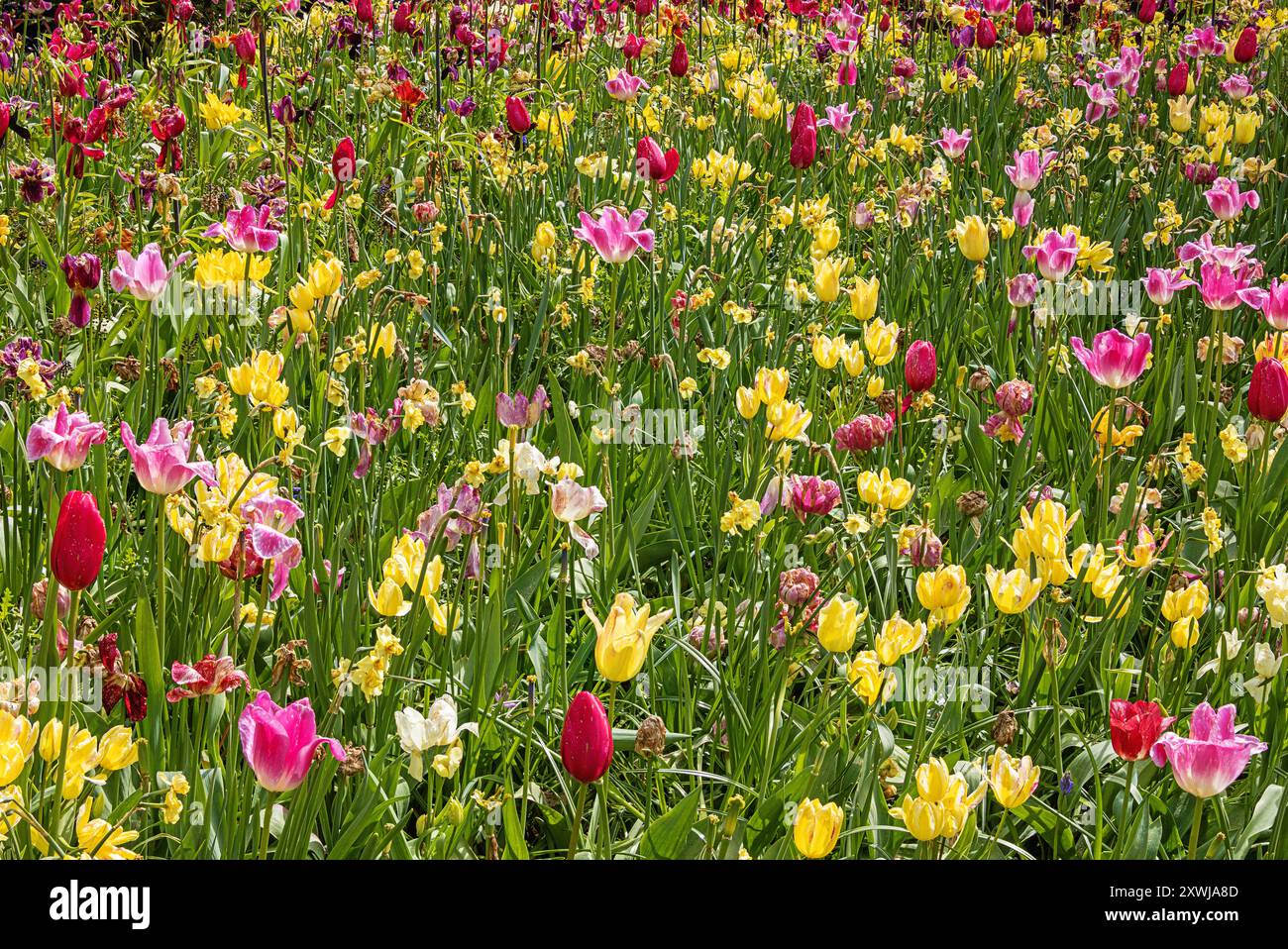 Tulips of different colors in different stages of bloom in a shady ...
