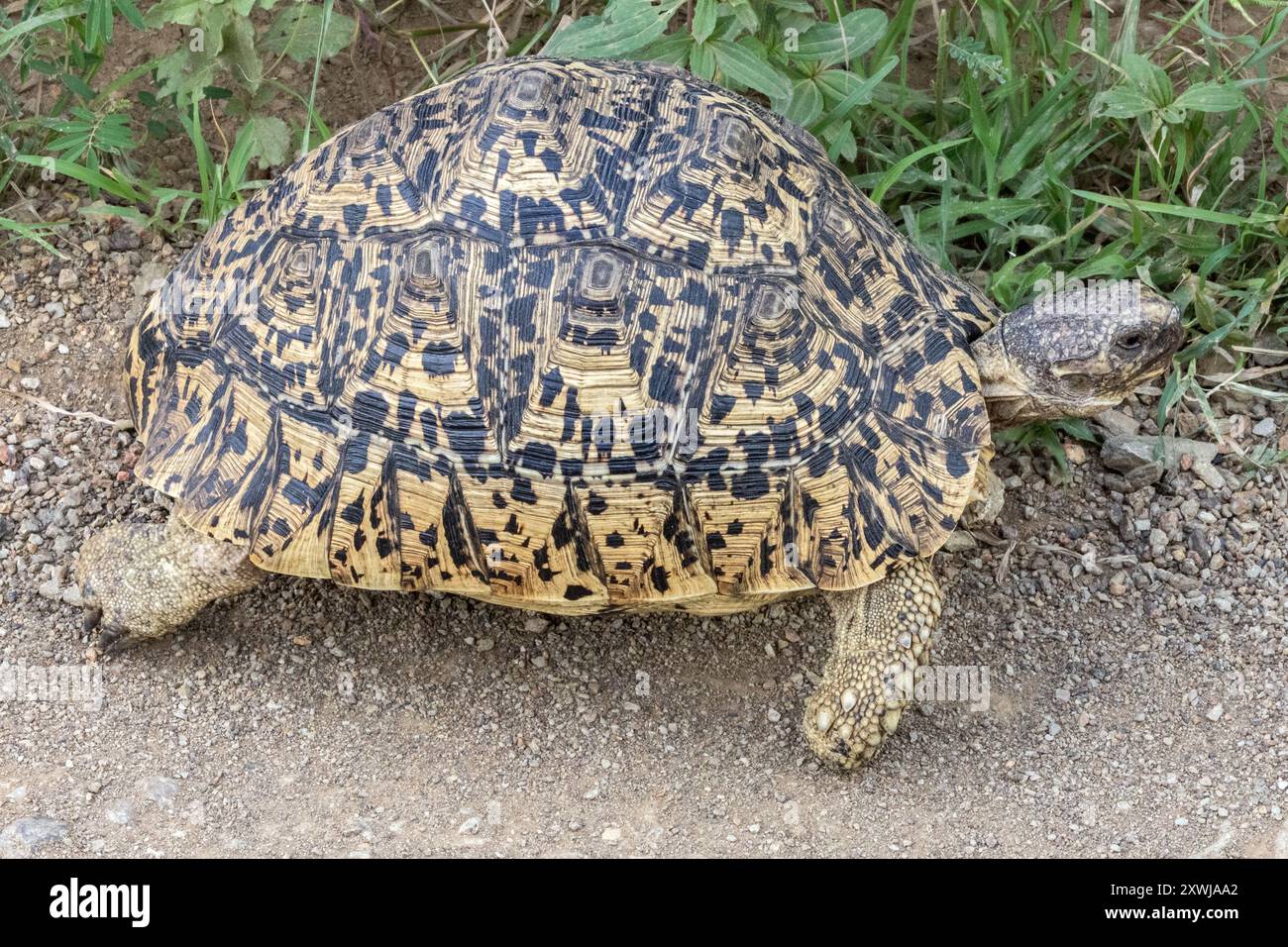 Leopard tortoise walk hi-res stock photography and images - Alamy