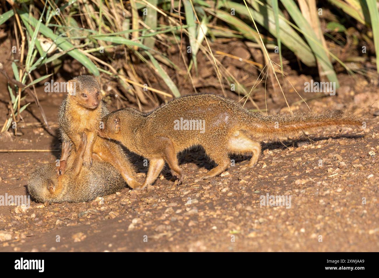 Common Dwarf Mongooses at play, Central Serengeti Plains, Tanzania ...