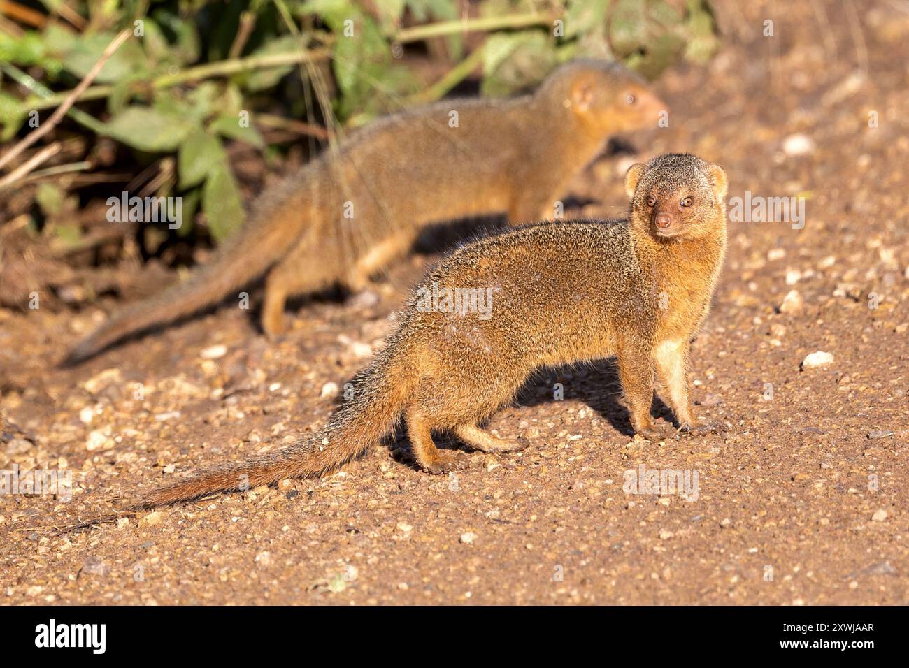 Common Dwarf Mongoose, Central Serengeti Plains, Tanzania Stock Photo ...