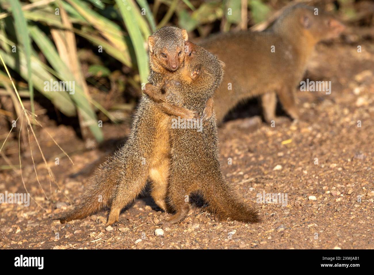 Common Dwarf Mongooses hugging, Central Serengeti Plains, Tanzania ...