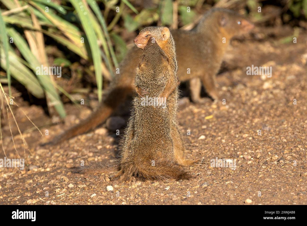 Common Dwarf Mongooses hugging, Central Serengeti Plains, Tanzania ...