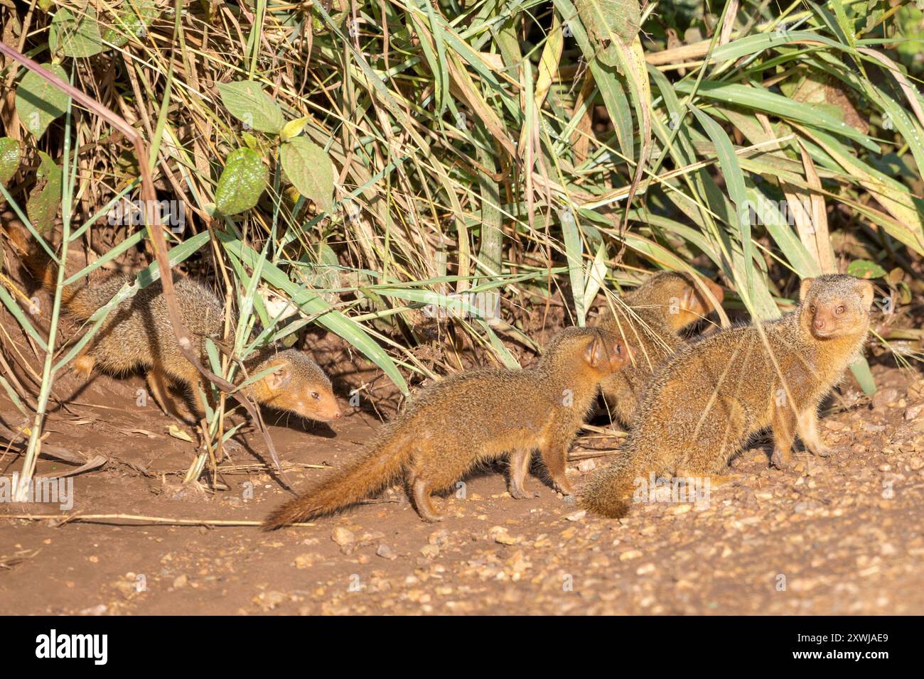Common Dwarf Mongoose, Central Serengeti Plains, Tanzania Stock Photo ...