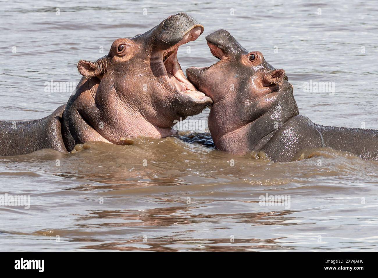 Toothless Hippopotamus, mother & calf play, Retima Hippo Pool, Central ...
