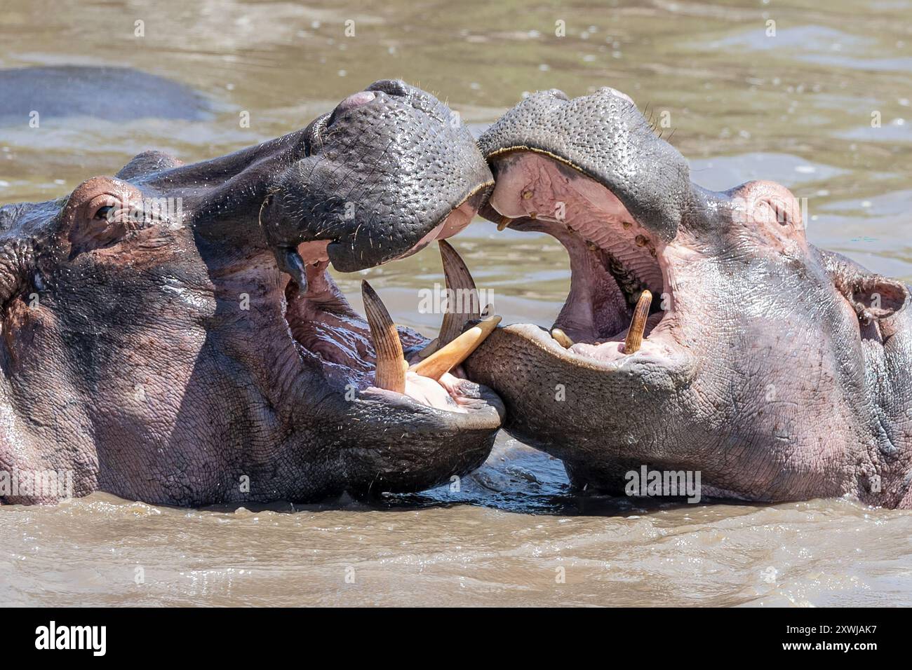 Hippopotamuses fighting, Retima Hippo Pool, Central Serengeti Plains ...