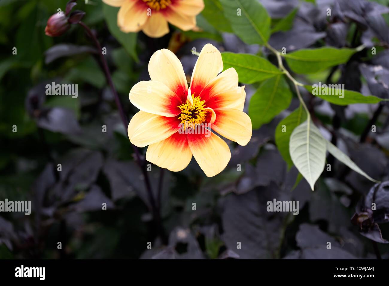 Red and yellow single flower of a dahlia Moonfire in summer, close up ...