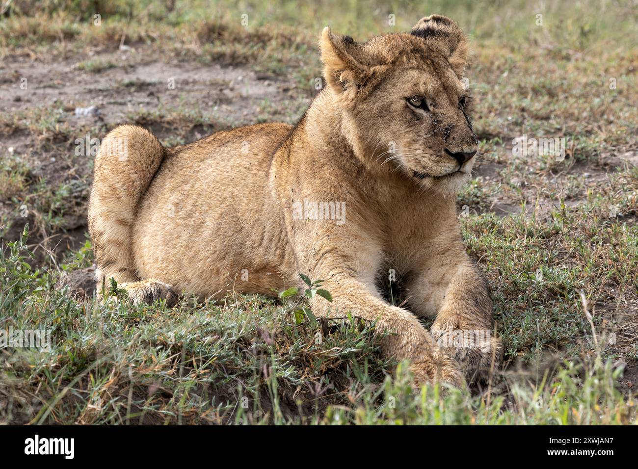 Central african lions hi-res stock photography and images - Alamy