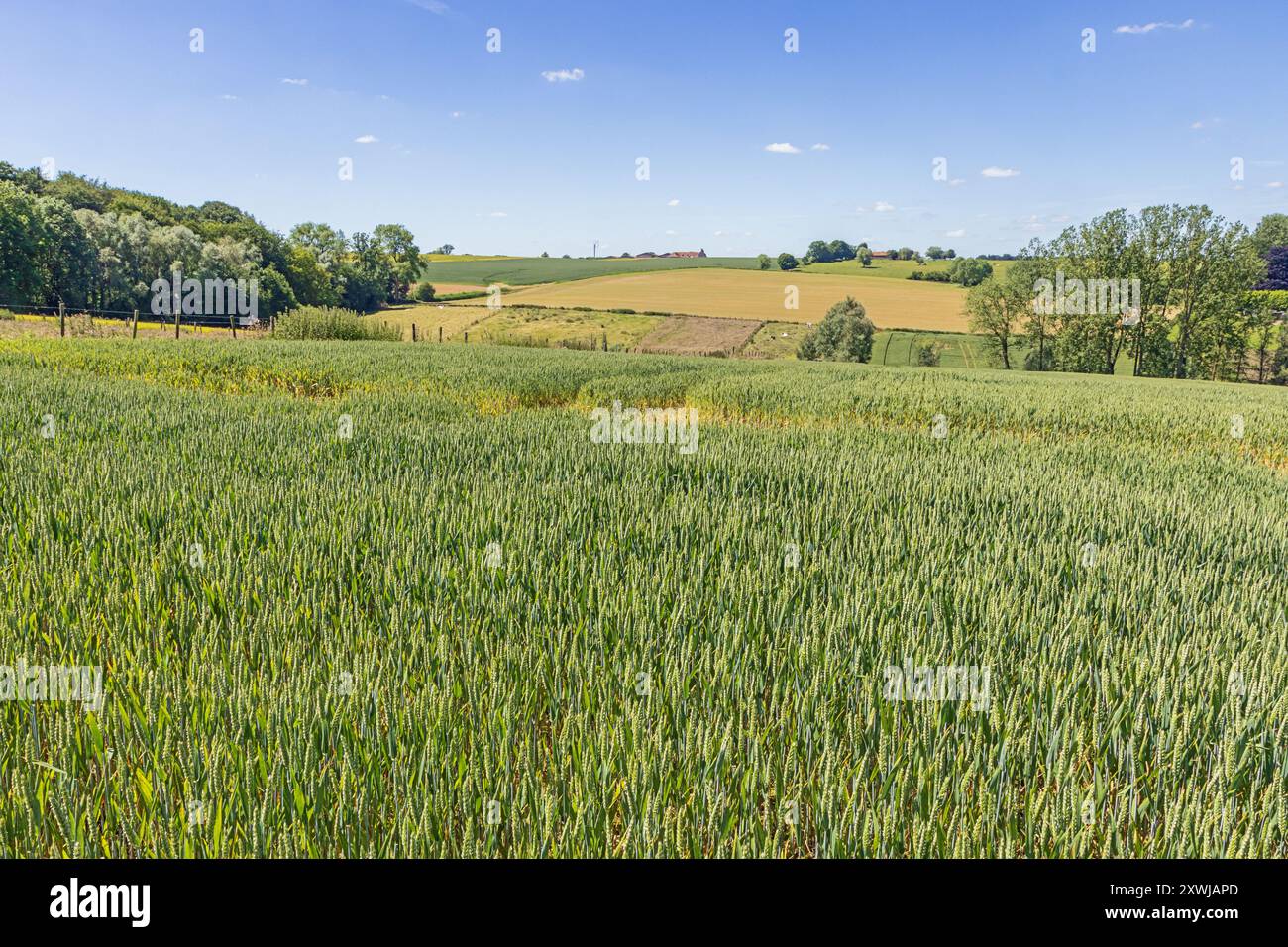 An agricultural landscape in the Flemish Ardennes, known for its steep ...
