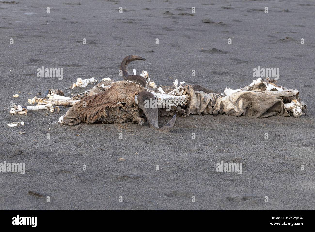 White-bearded wildebeest skeleton, Lake Natron, Tanzania Stock Photo ...