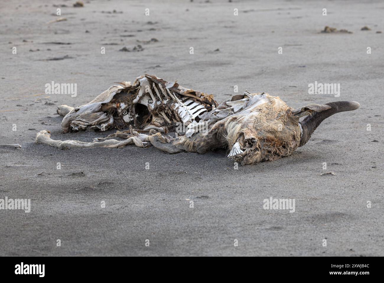 Natron lake animal dead hi-res stock photography and images - Alamy