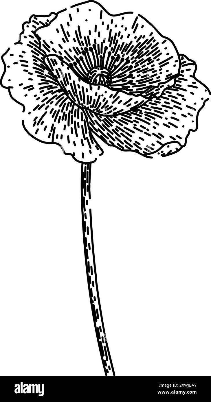 petals poppy sketch hand drawn vector Stock Vector Image & Art - Alamy