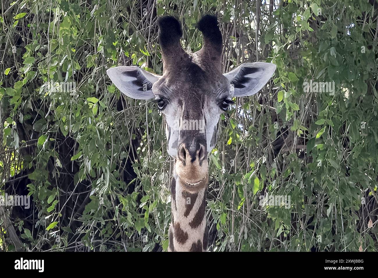 Maasai Giraffe, female, Lake Natron area, Tanzania Stock Photo - Alamy