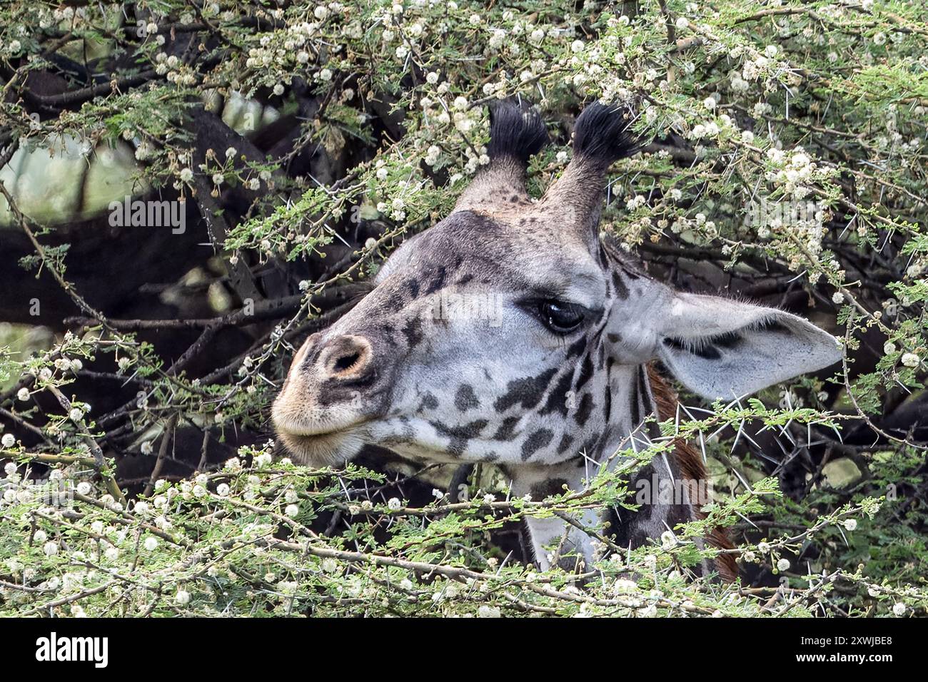 Female maasai giraffe hi-res stock photography and images - Alamy