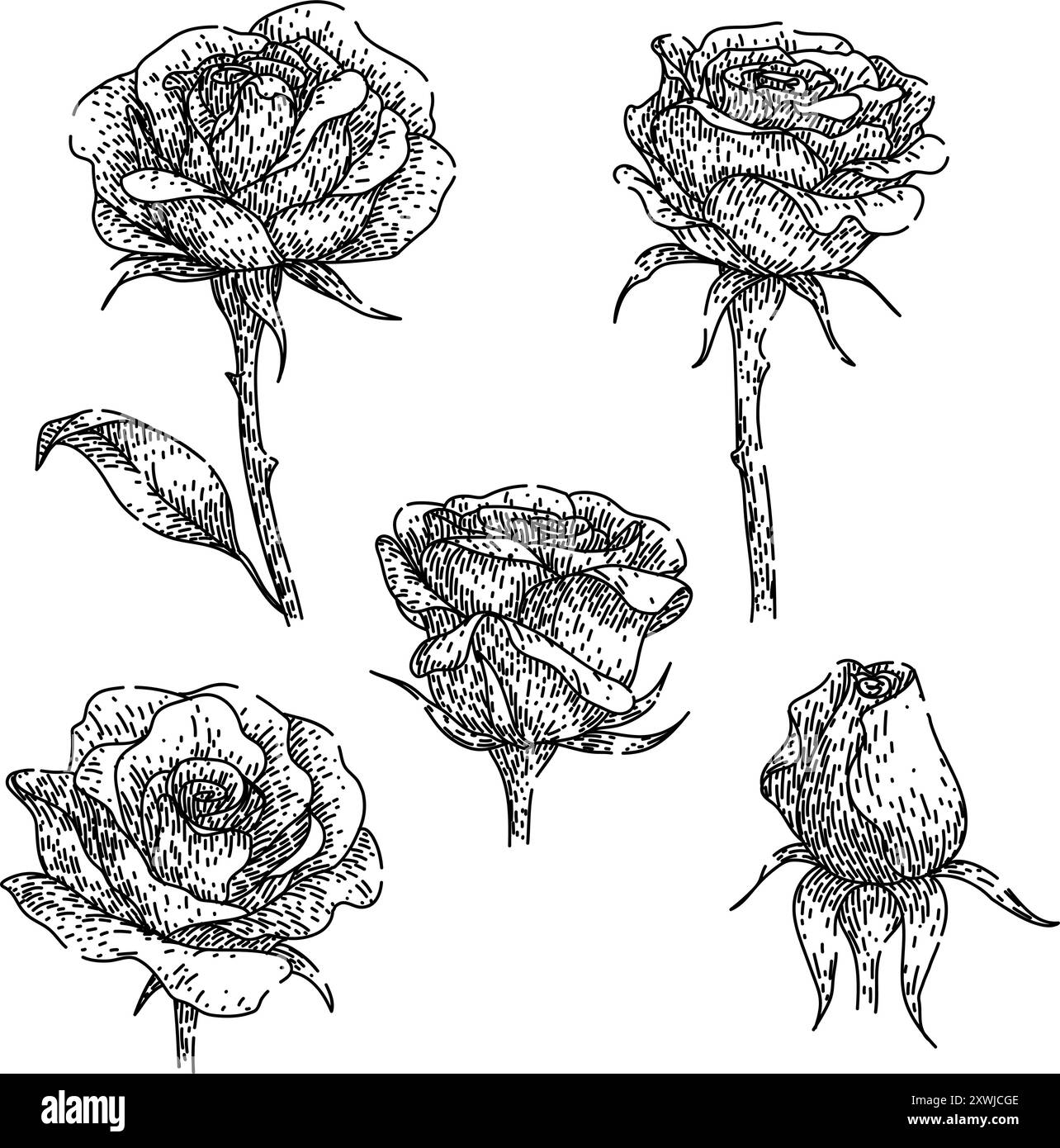 Pruning climbing rose Stock Vector Images - Alamy