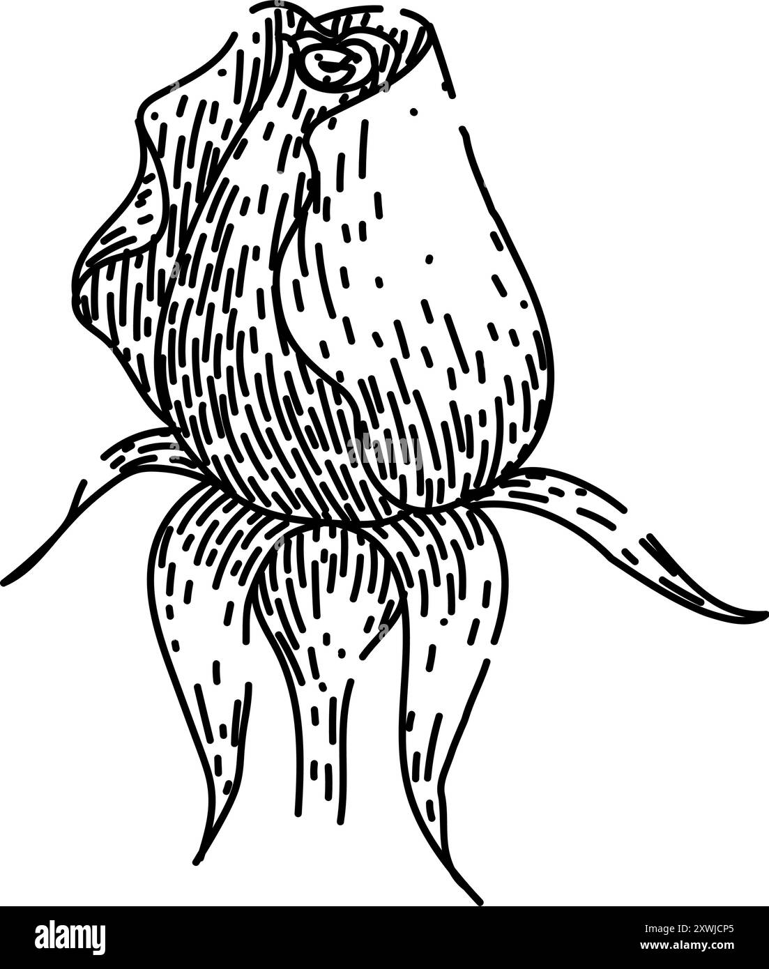 bloom rose flower sketch hand drawn vector Stock Vector Image & Art - Alamy