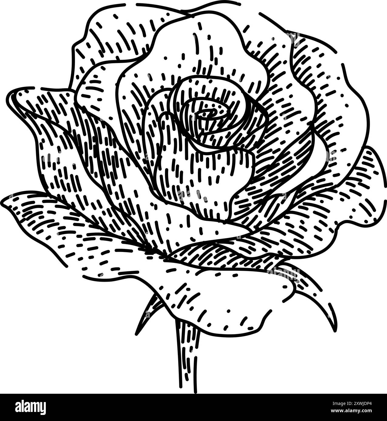 fragrance rose flower sketch hand drawn vector Stock Vector Image & Art ...