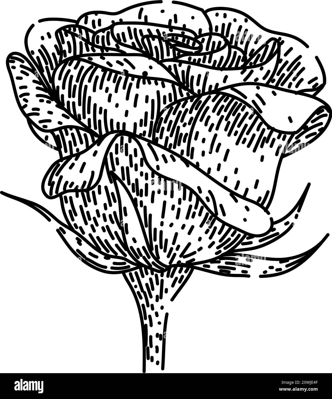 thorns rose flower sketch hand drawn vector Stock Vector Image & Art ...