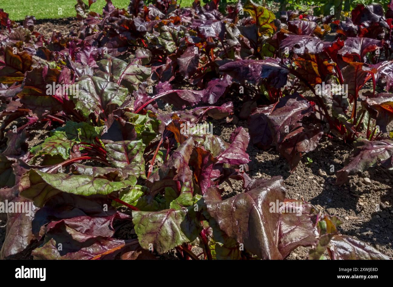 Bulls blood plant hi-res stock photography and images - Alamy