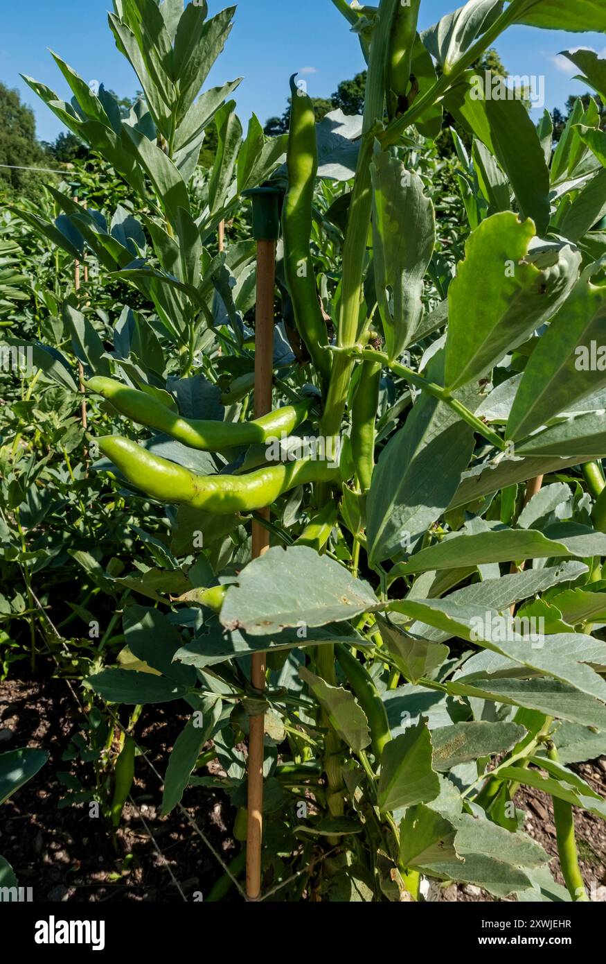 Plant broad beans claudia hi-res stock photography and images - Alamy