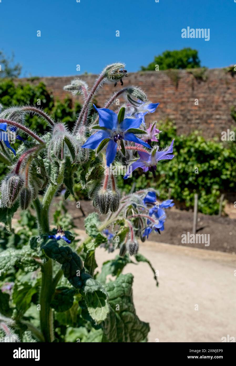 Close up of edible blue borage (Borago officinalis) flower bud buds ...