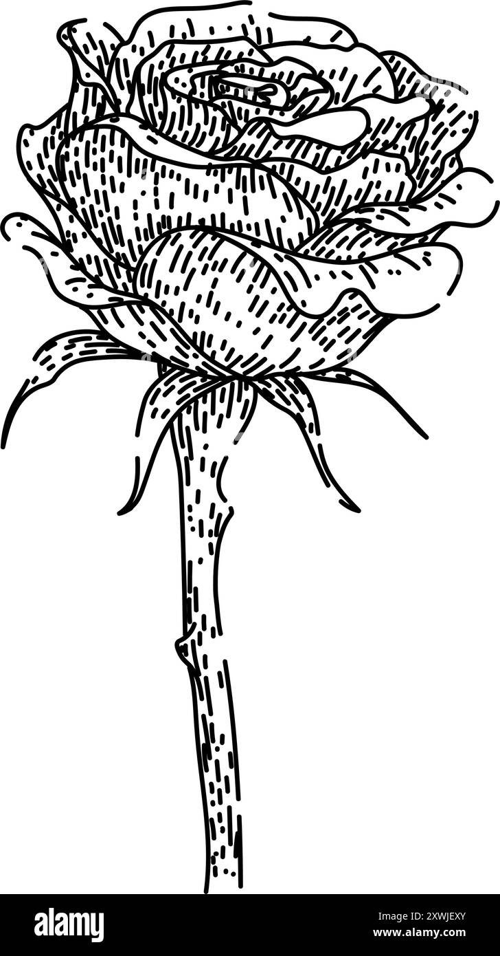 petals rose flower sketch hand drawn vector Stock Vector Image & Art ...