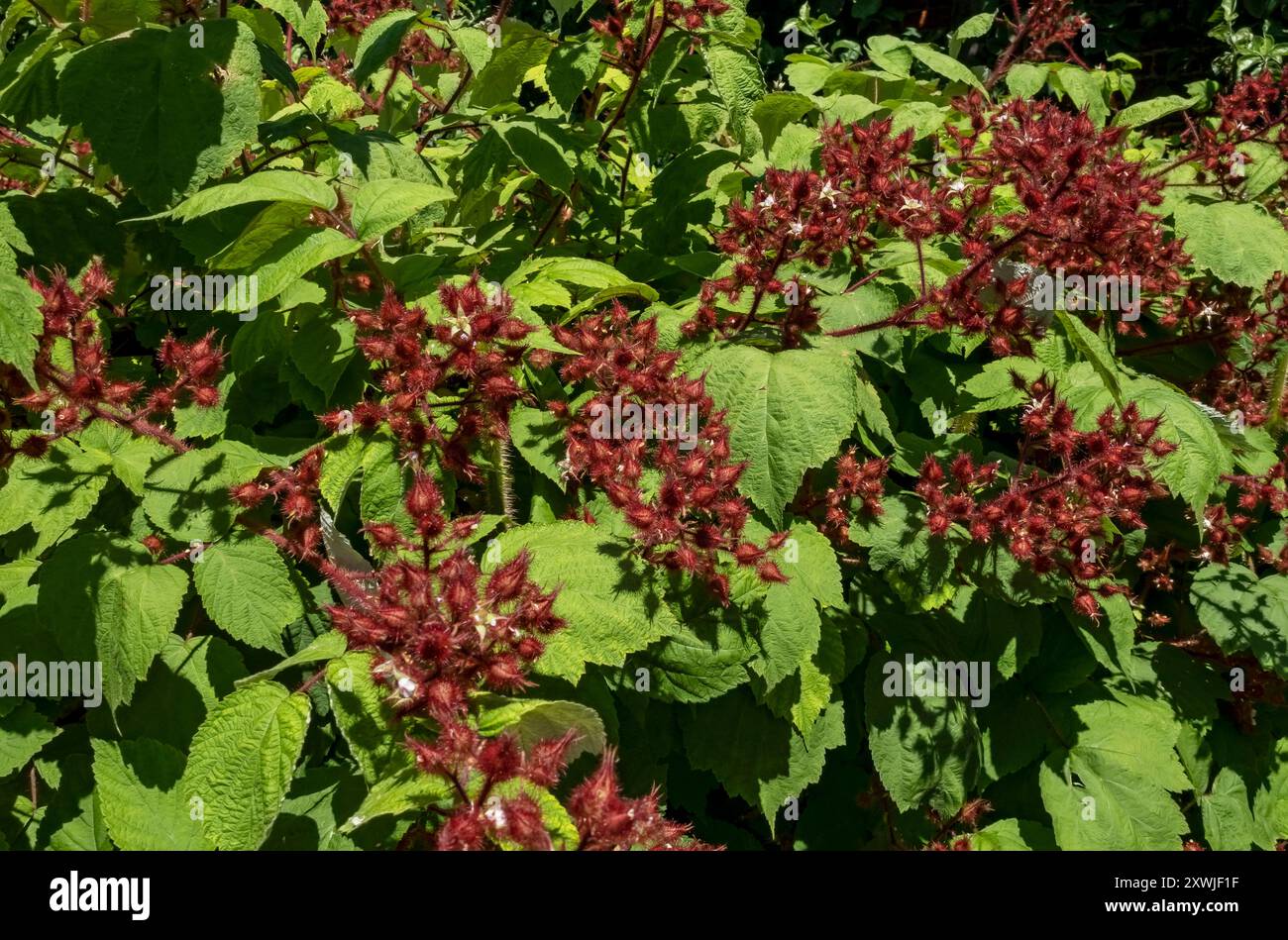 Japanese wineberry wineberries berries fruit fruits plant bush in ...