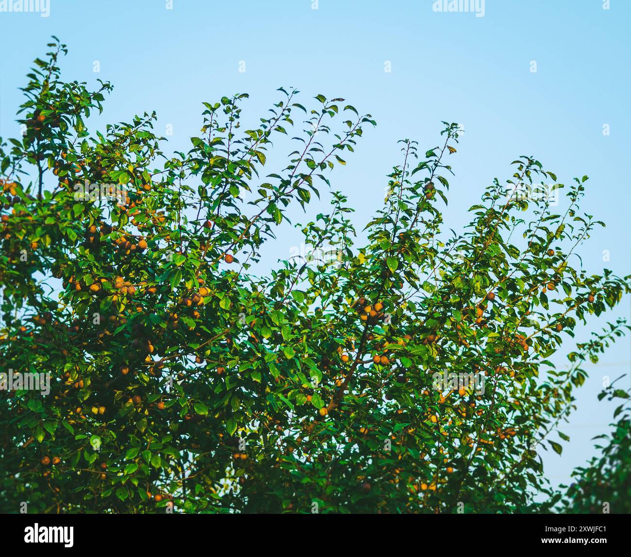 Culture leaves fruit apricot hi-res stock photography and images - Alamy