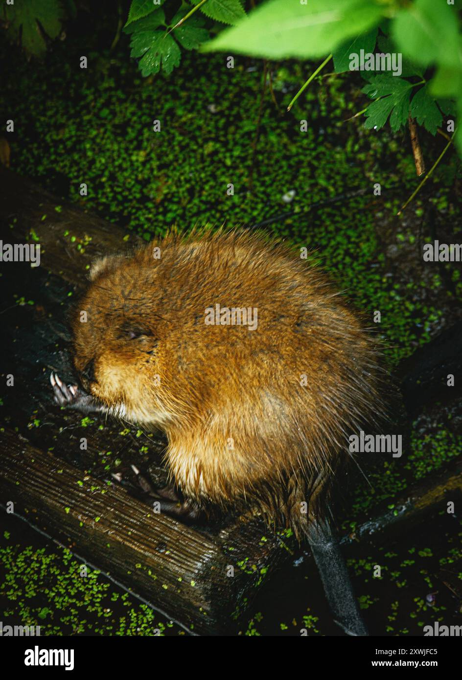 Water rat hi-res stock photography and images - Alamy
