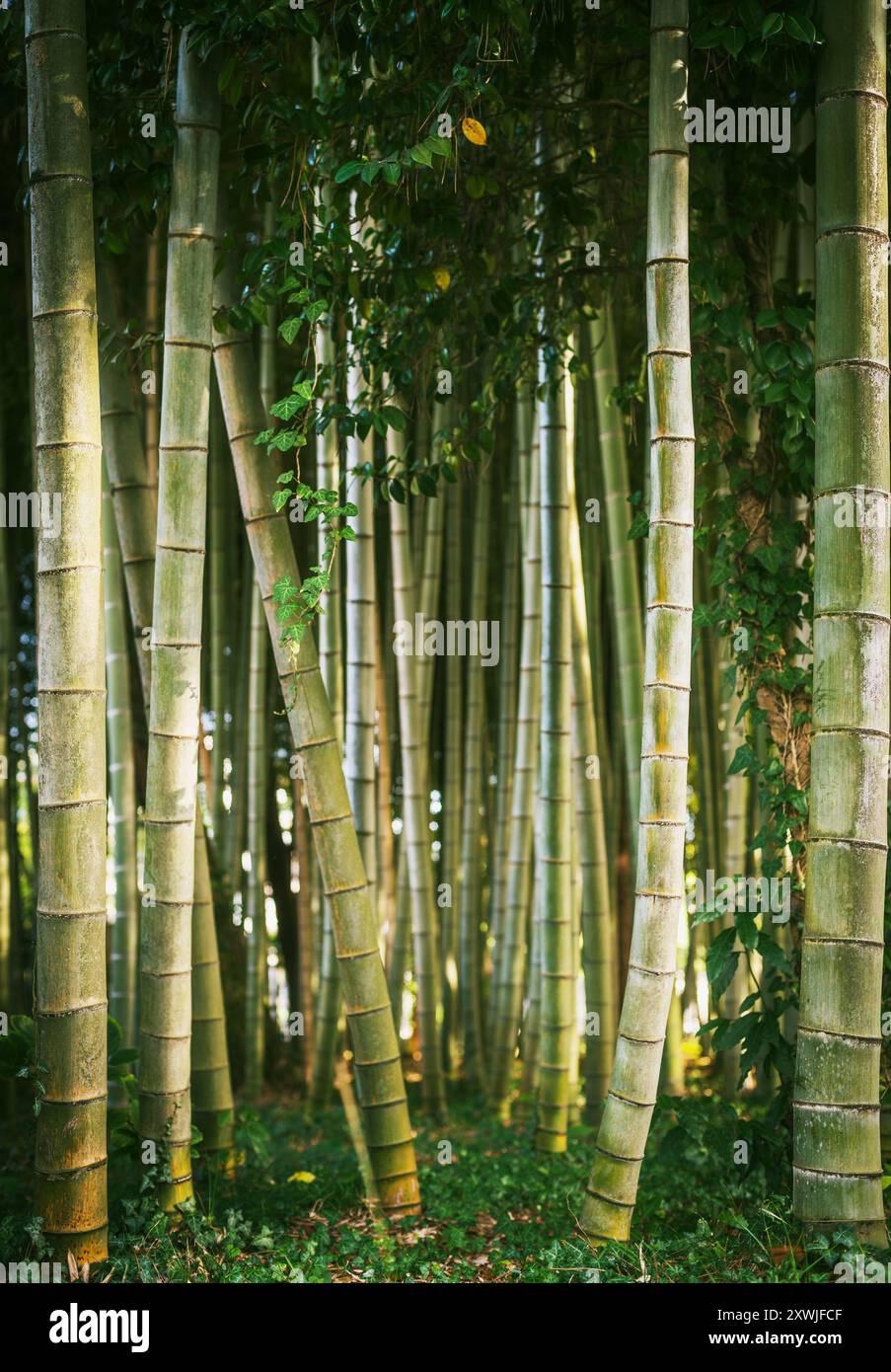 Giant tropical bamboo hi-res stock photography and images - Alamy