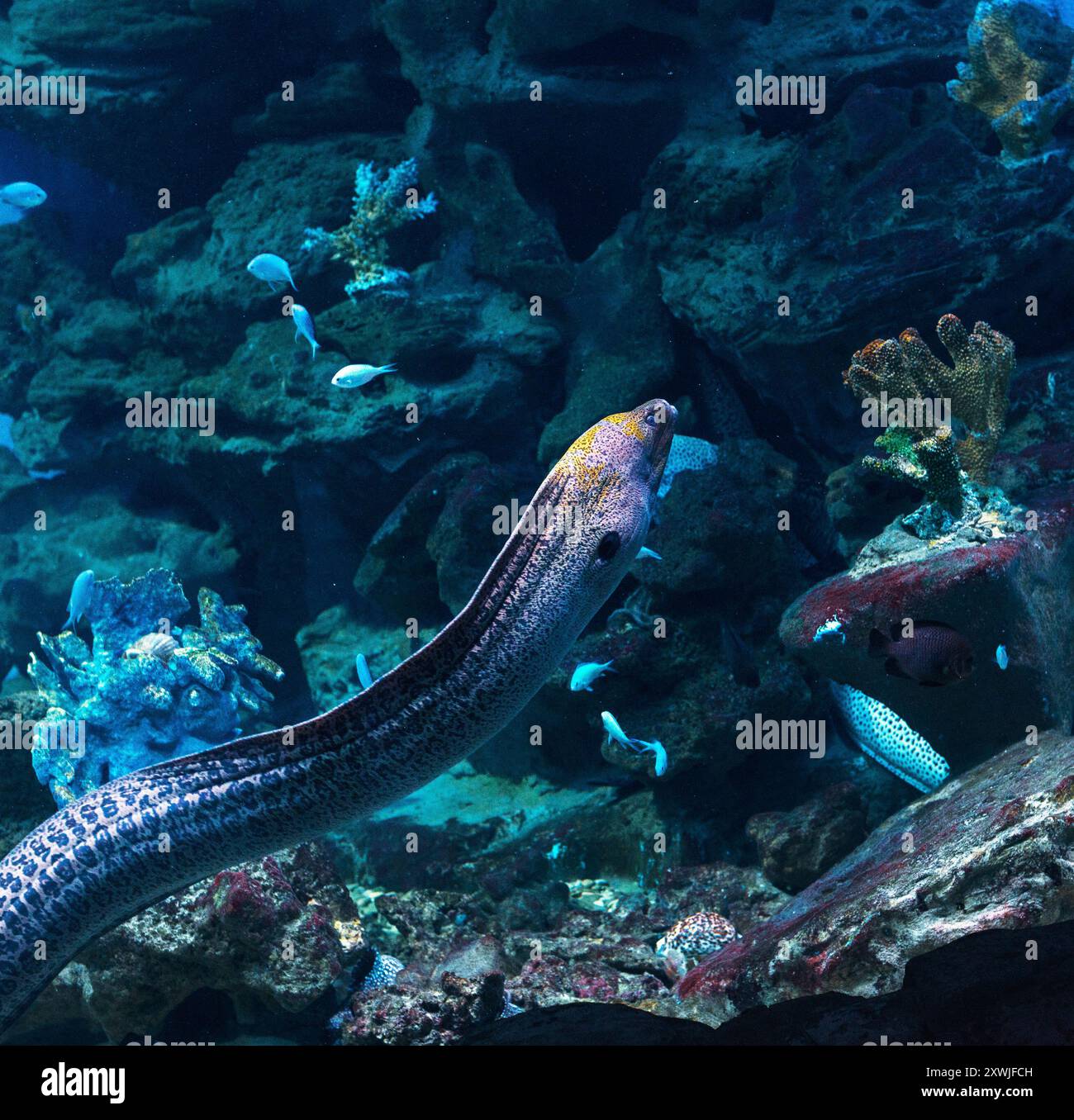 Moray Eel fish at coral reef Stock Photo - Alamy