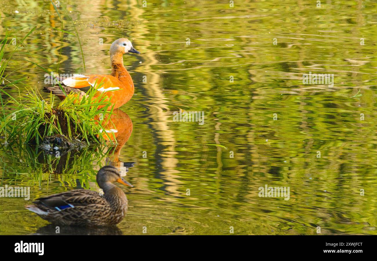Red goose and Mallard duck in shallow water Stock Photo - Alamy