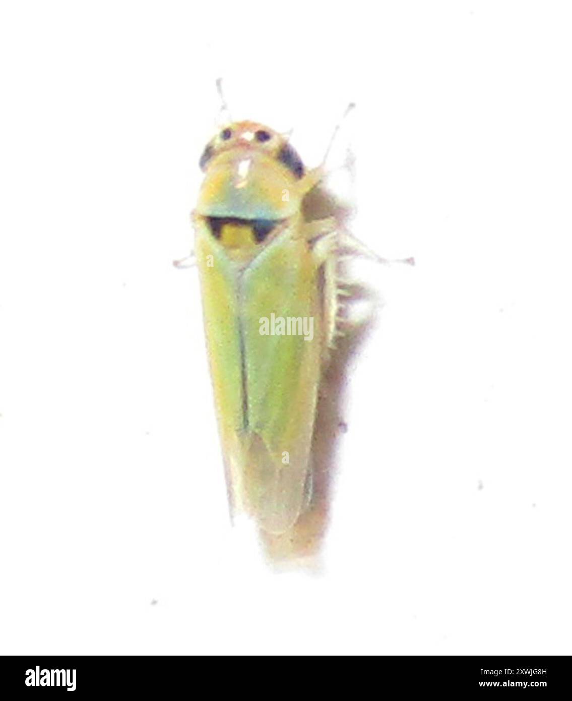 Typical Leafhoppers (Cicadellidae) Insecta Stock Photo - Alamy