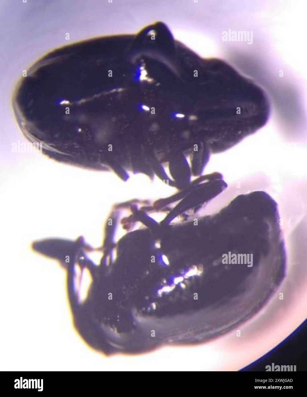 True Weevils (Curculionidae) Insecta Stock Photo - Alamy