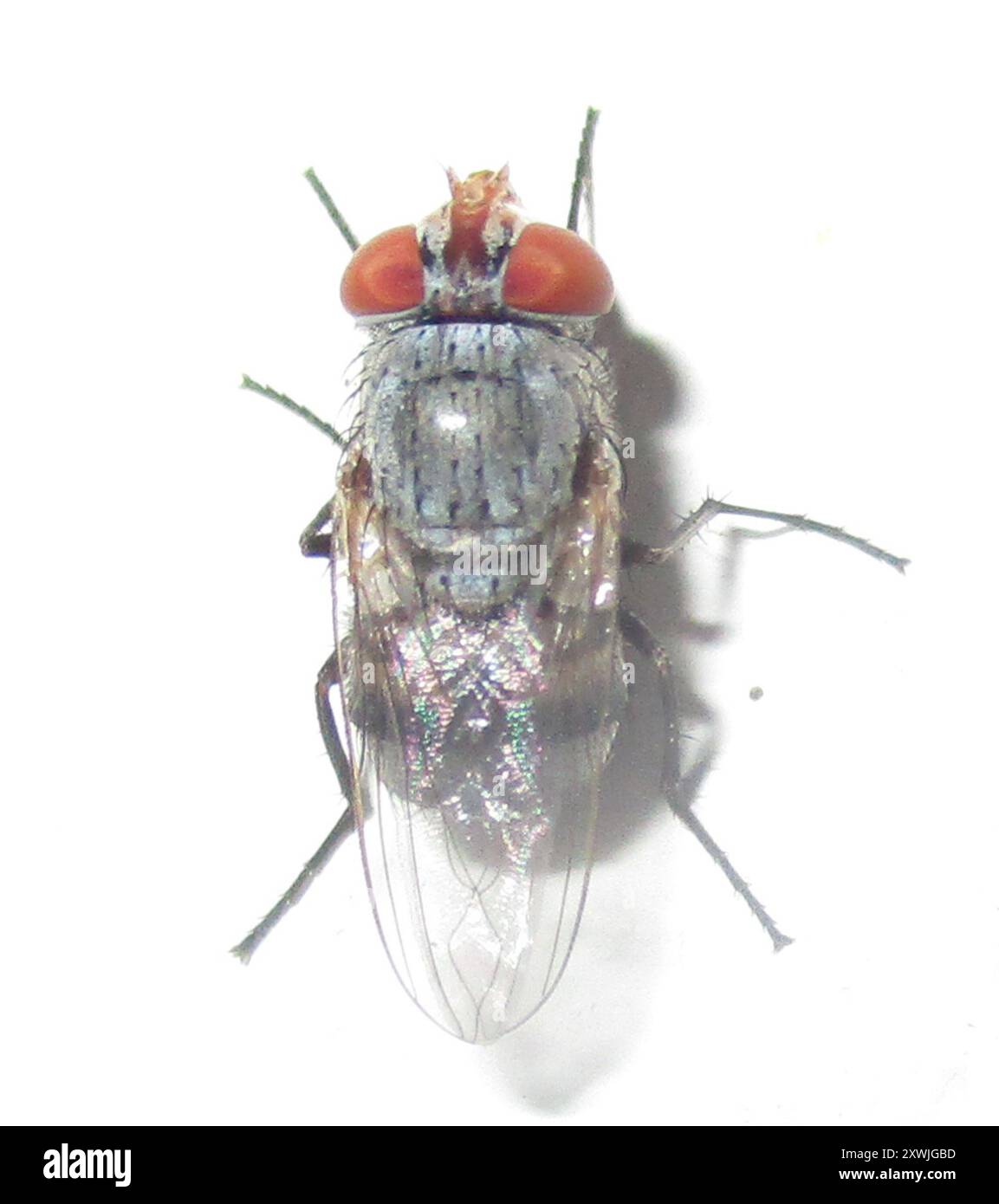 Flies diptera insecta แขวงพญาไท Cut Out Stock Images & Pictures - Alamy
