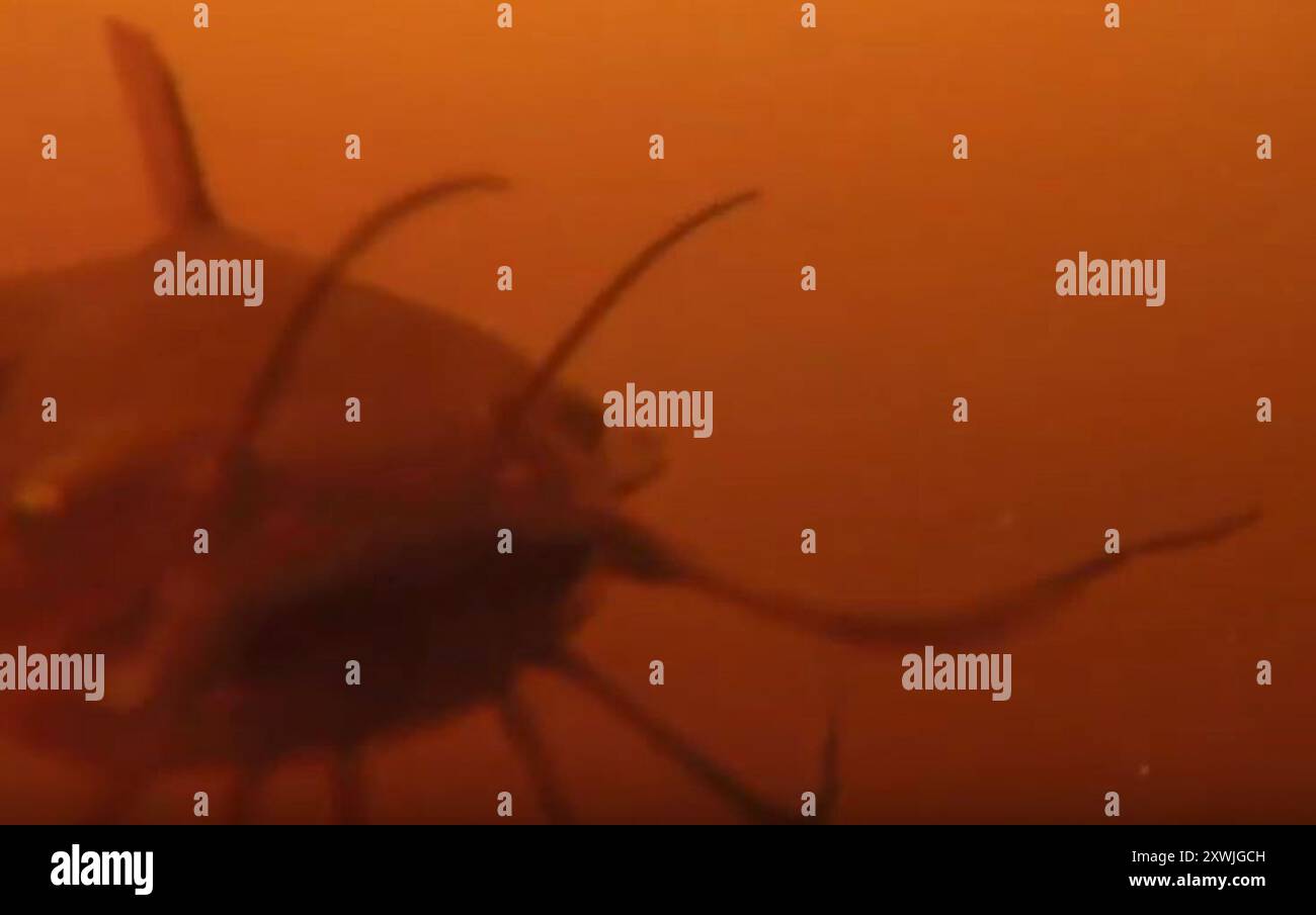 Freshwater Catfish (Tandanus tandanus) Actinopterygii Stock Photo - Alamy