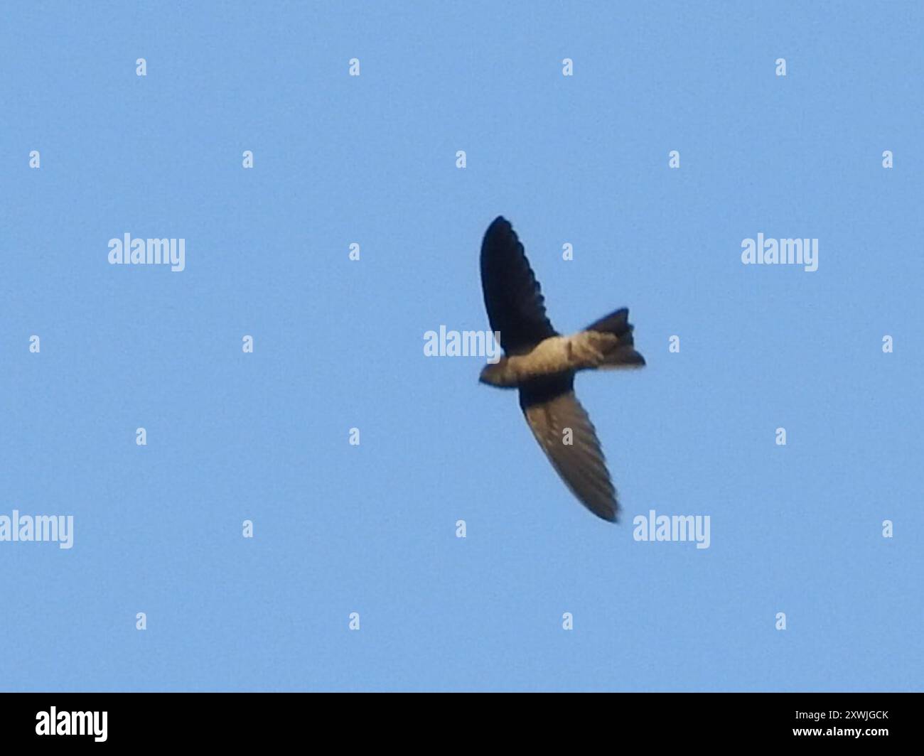 Dark Swiftlets (Aerodramus) Aves Stock Photo - Alamy
