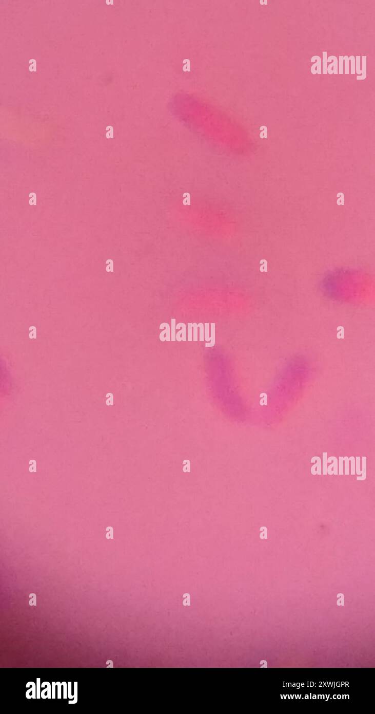 yellow porecrust (Amyloporia xantha) Fungi Stock Photo - Alamy