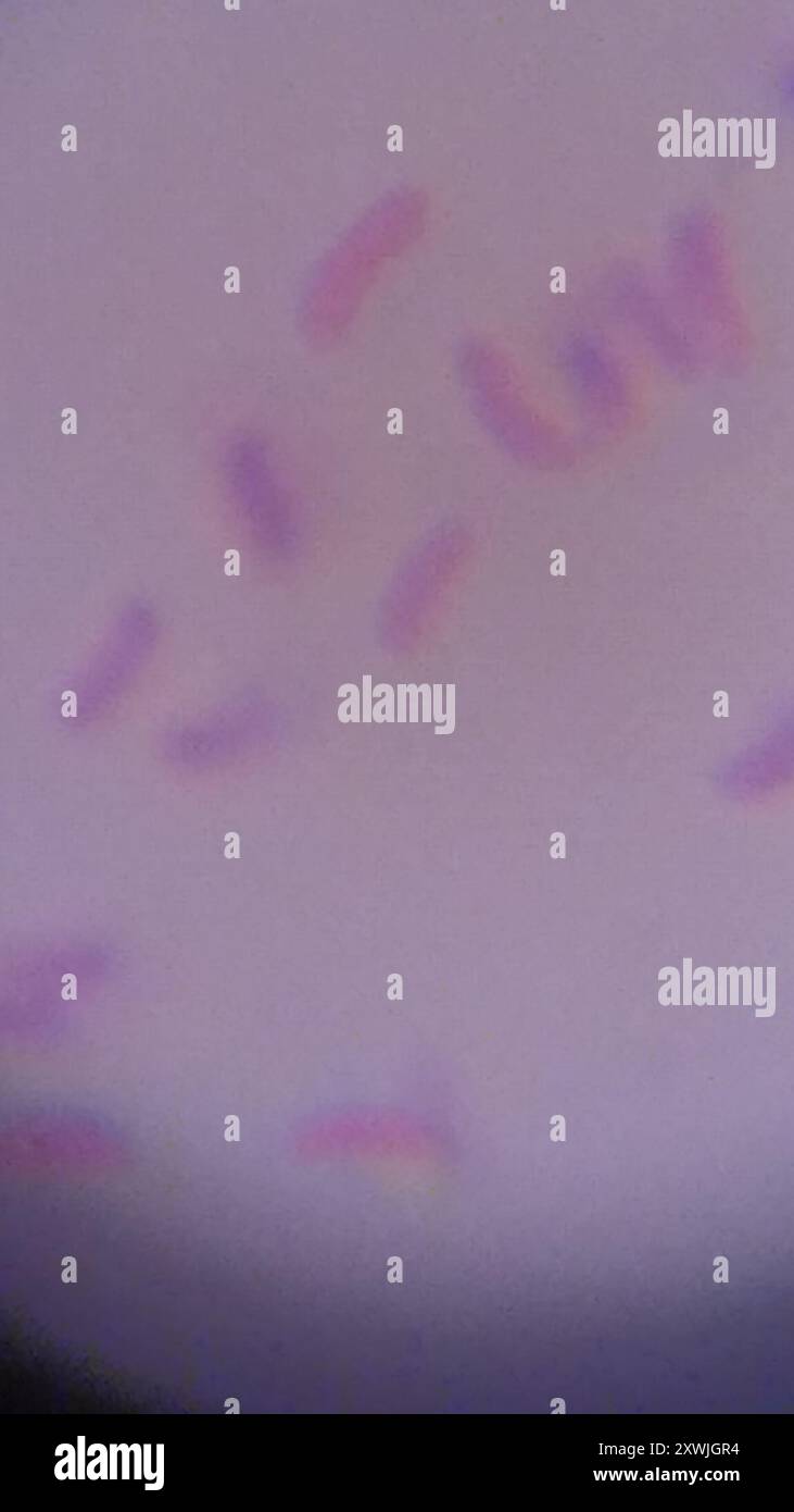 yellow porecrust (Amyloporia xantha) Fungi Stock Photo - Alamy