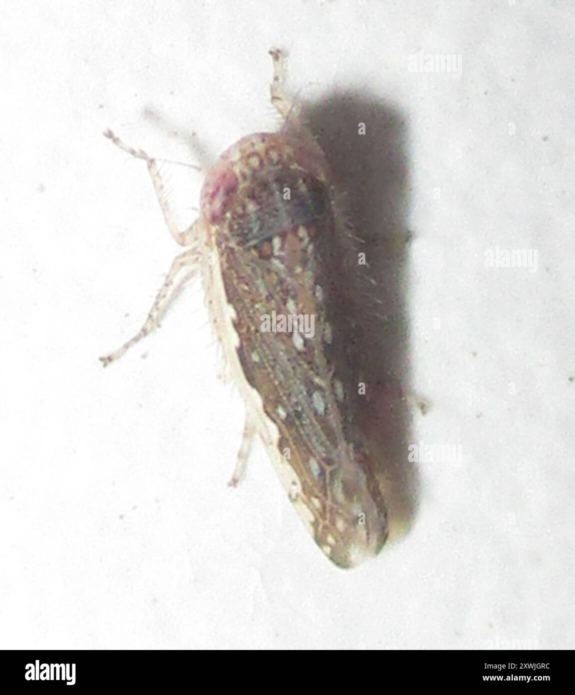 Typical Leafhoppers (Cicadellidae) Insecta Stock Photo - Alamy
