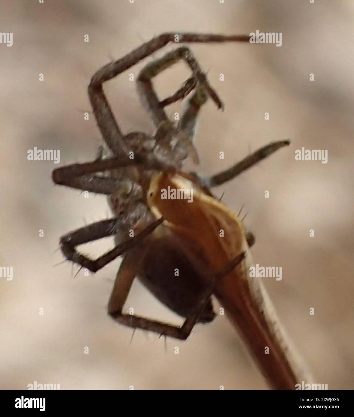 Spiders (Araneae) Arachnida Stock Photo - Alamy