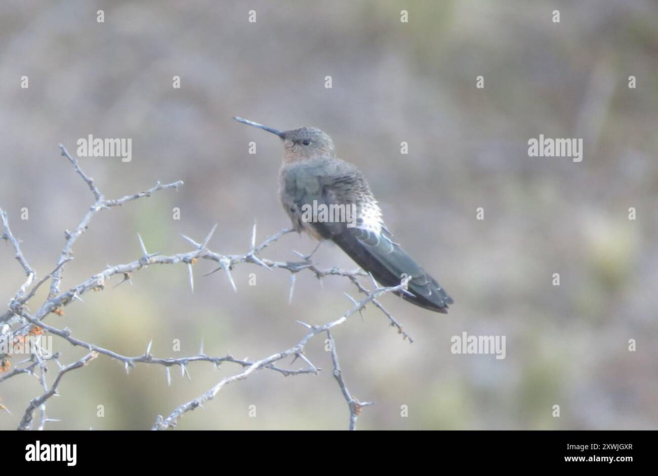 Giant Hummingbird (Patagona gigas) Aves Stock Photo - Alamy